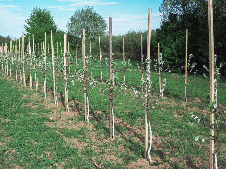 Wein- und Obstbau - Beck & Böder GmbH